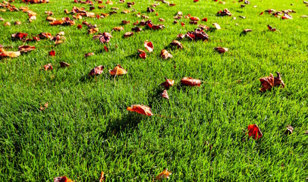 Best Northeast Lawn Fertilizers for the Fall: Top Picks for a Healthy Lawn