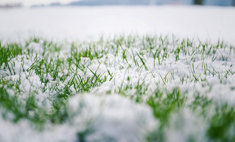 How To Keep Grass Green In Winter
